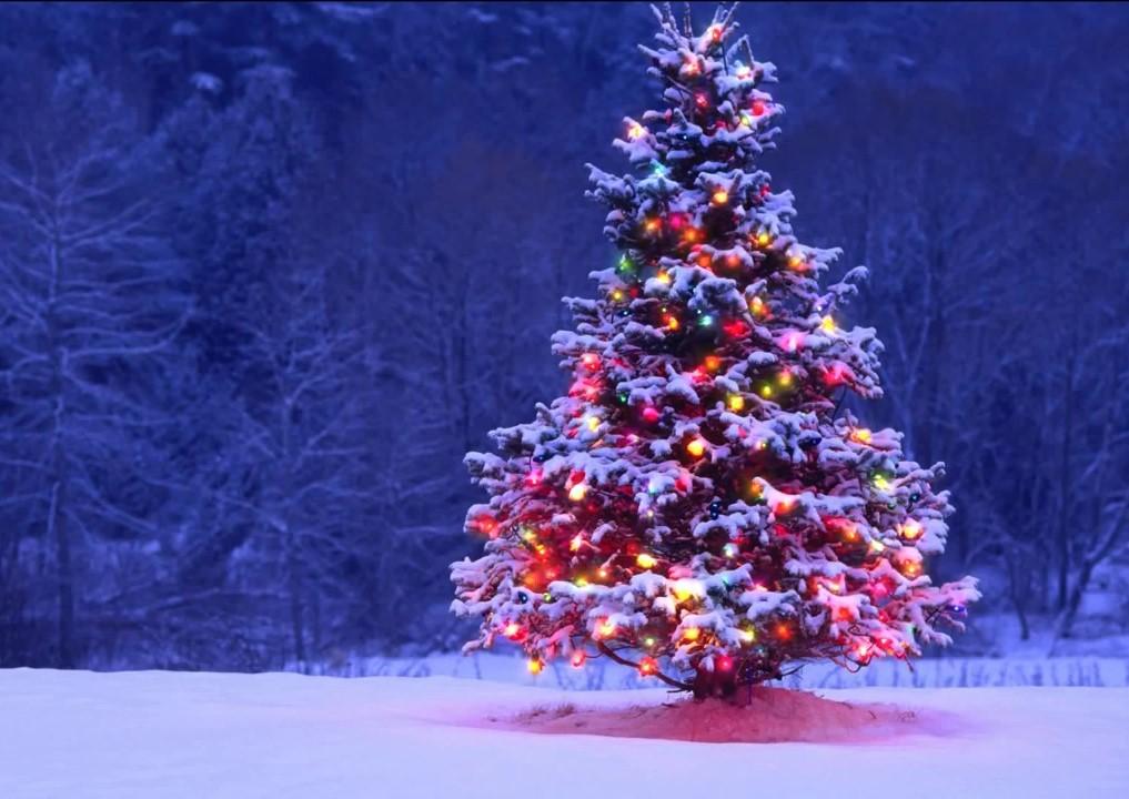 Holiday Tree Lighting Returns!