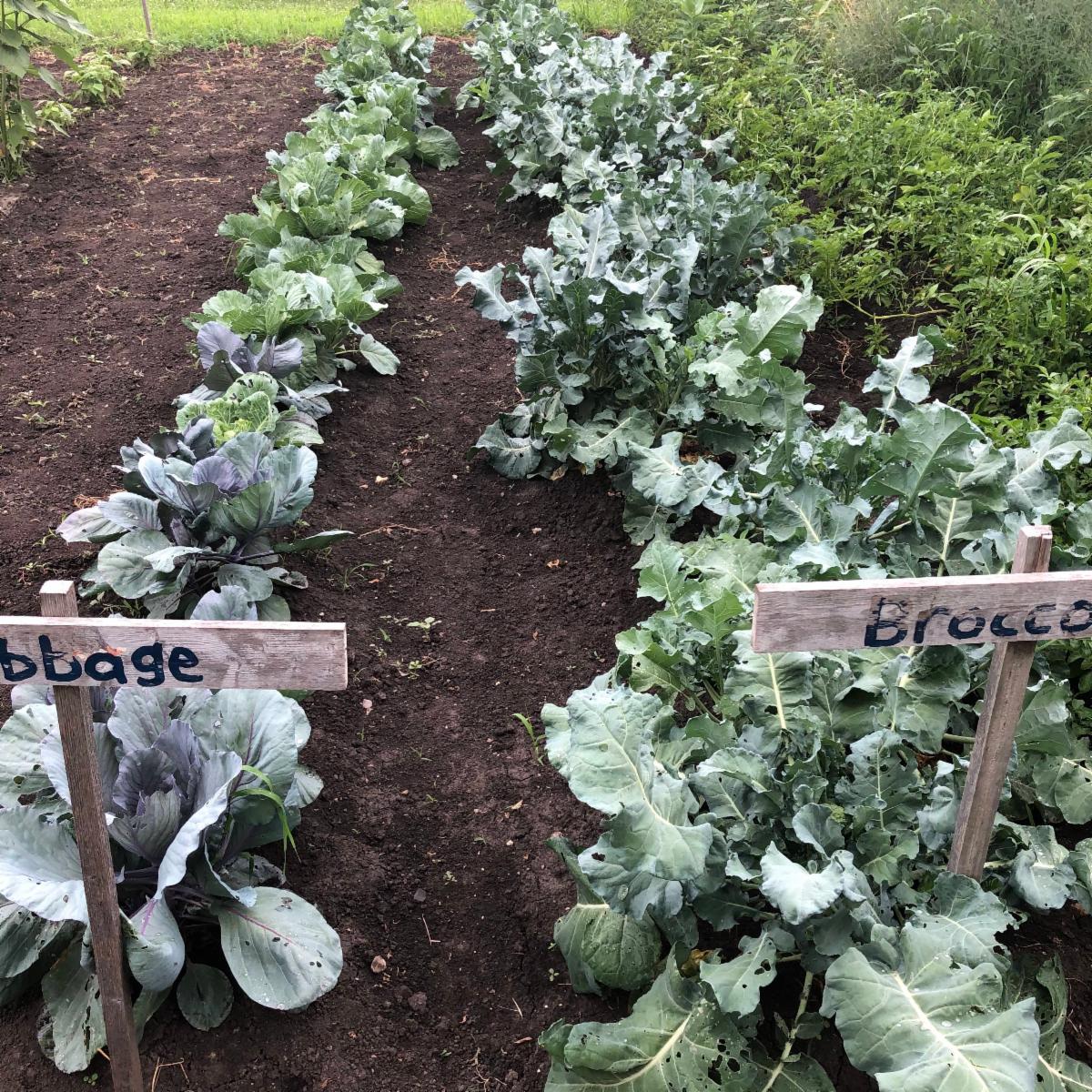 Freedom Garden flyer