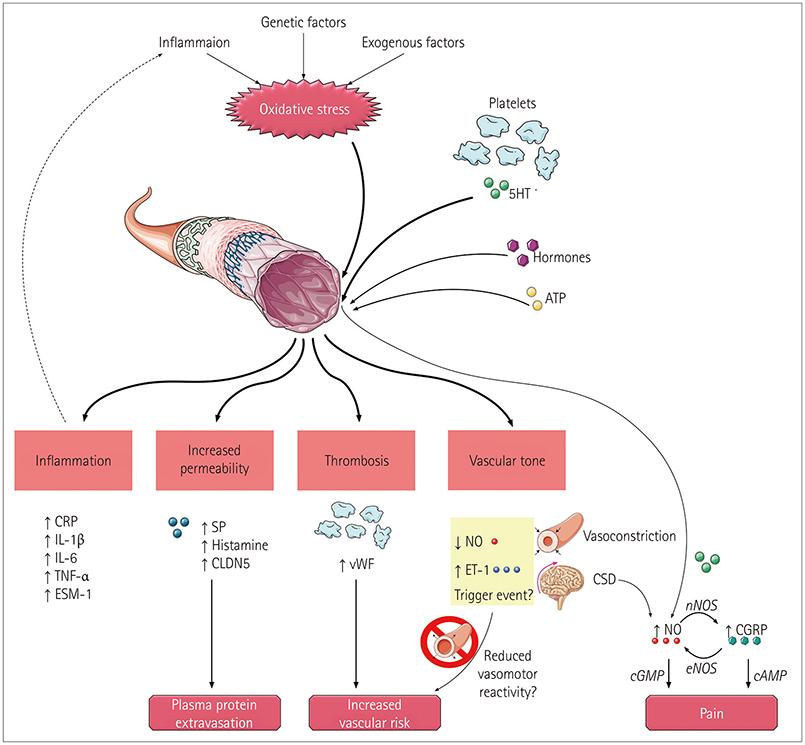 The Role of Endothelial Dysfunction in the Pathophysiology and ...