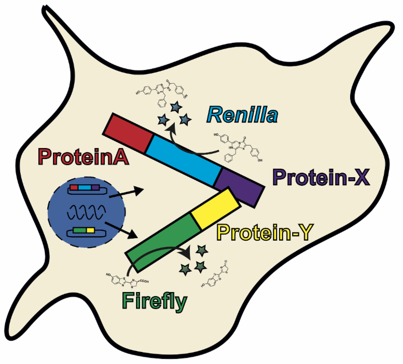 DULIP Protein Interaction Monitoring