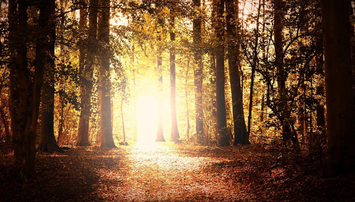 Sunday Soul Suggestions Week 2- Natural World Archetypes