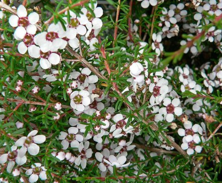 September 2023 eNews - Shire Green Light for RAPP2024 and Feral Pig ...