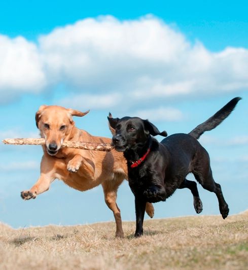 Newton Dog Owners April Newsletter
