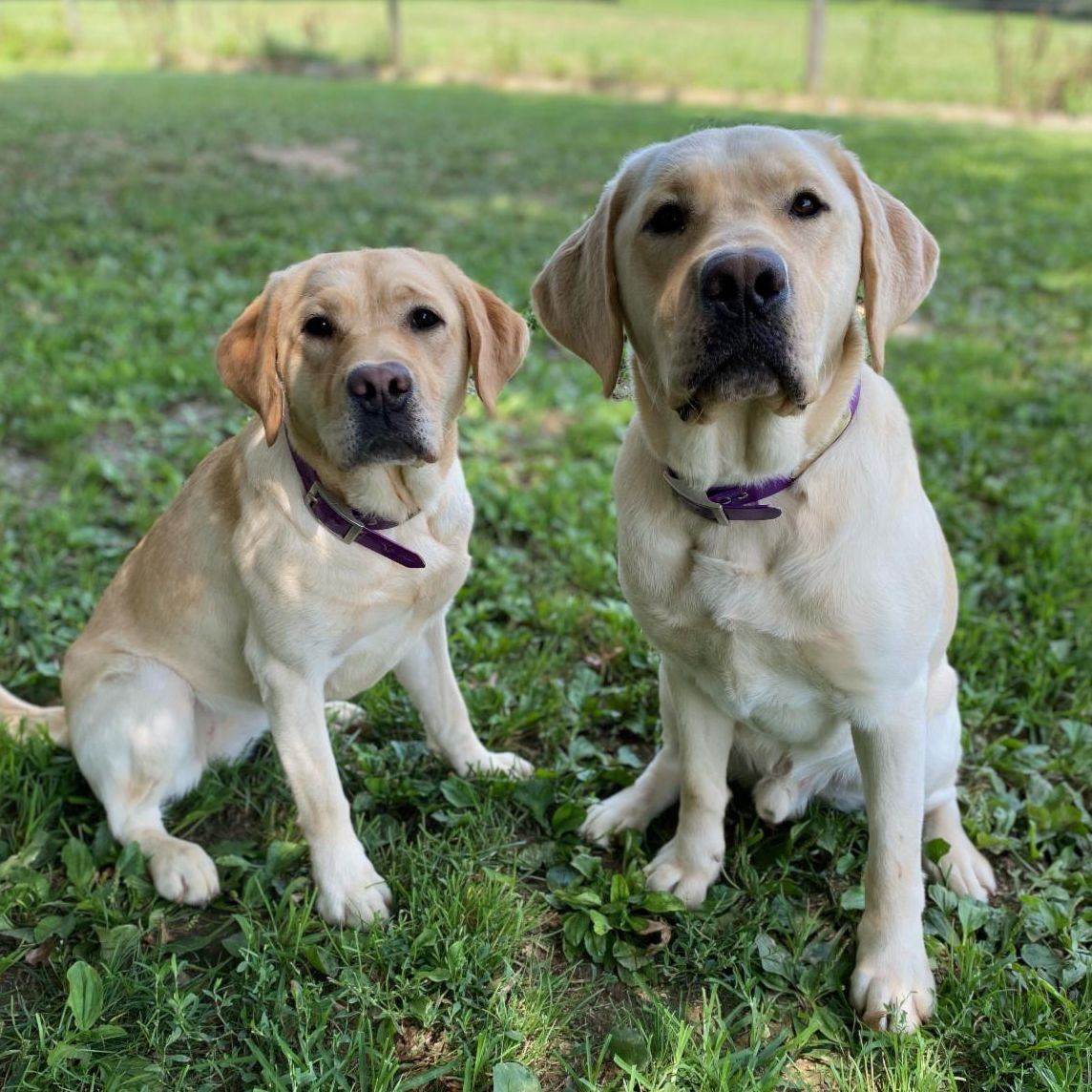 Hero Dogs Achieves an Important Milestone!