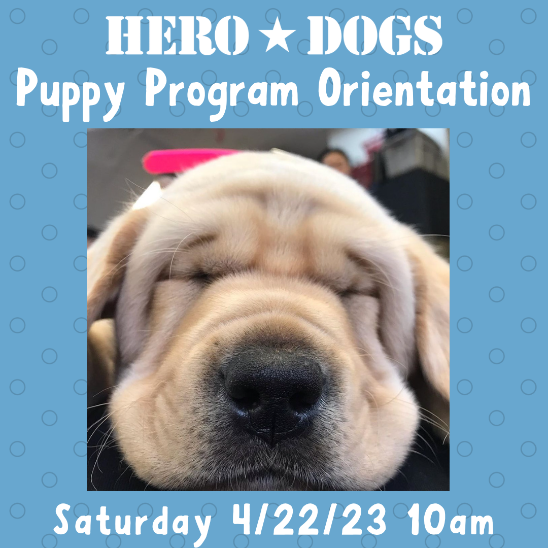 Hero Dogs Merch, Upcoming Events, & More!