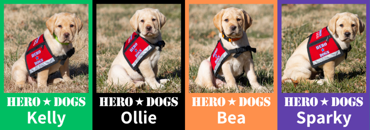 Hero Dogs Merch, Upcoming Events, & More!