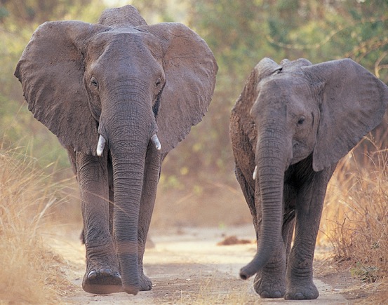 Why we need elephants.