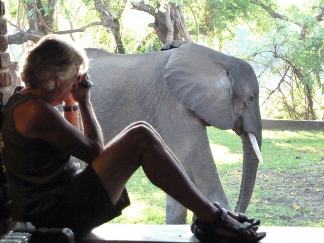 Why we need elephants.