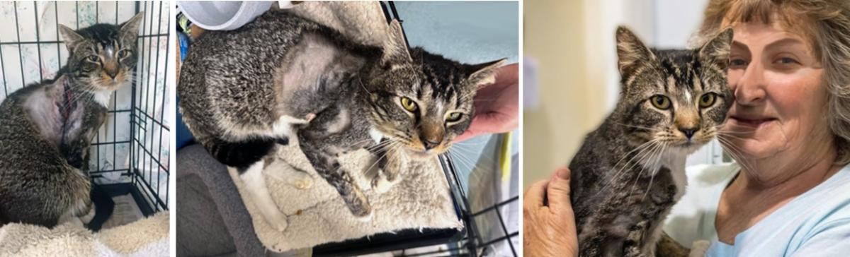 Kidd's Rescue Story, Upcoming Adoption Events & More