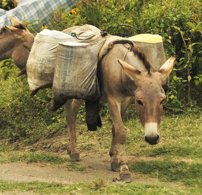 How You Helped Horses & Donkeys in Afghanistan, India, Guatemala, and ...