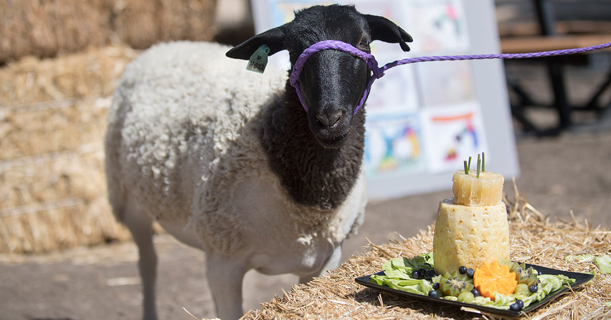 CPP Farm Box + 10 days until Spring Fun on the Farm Festival and Egg Hunt