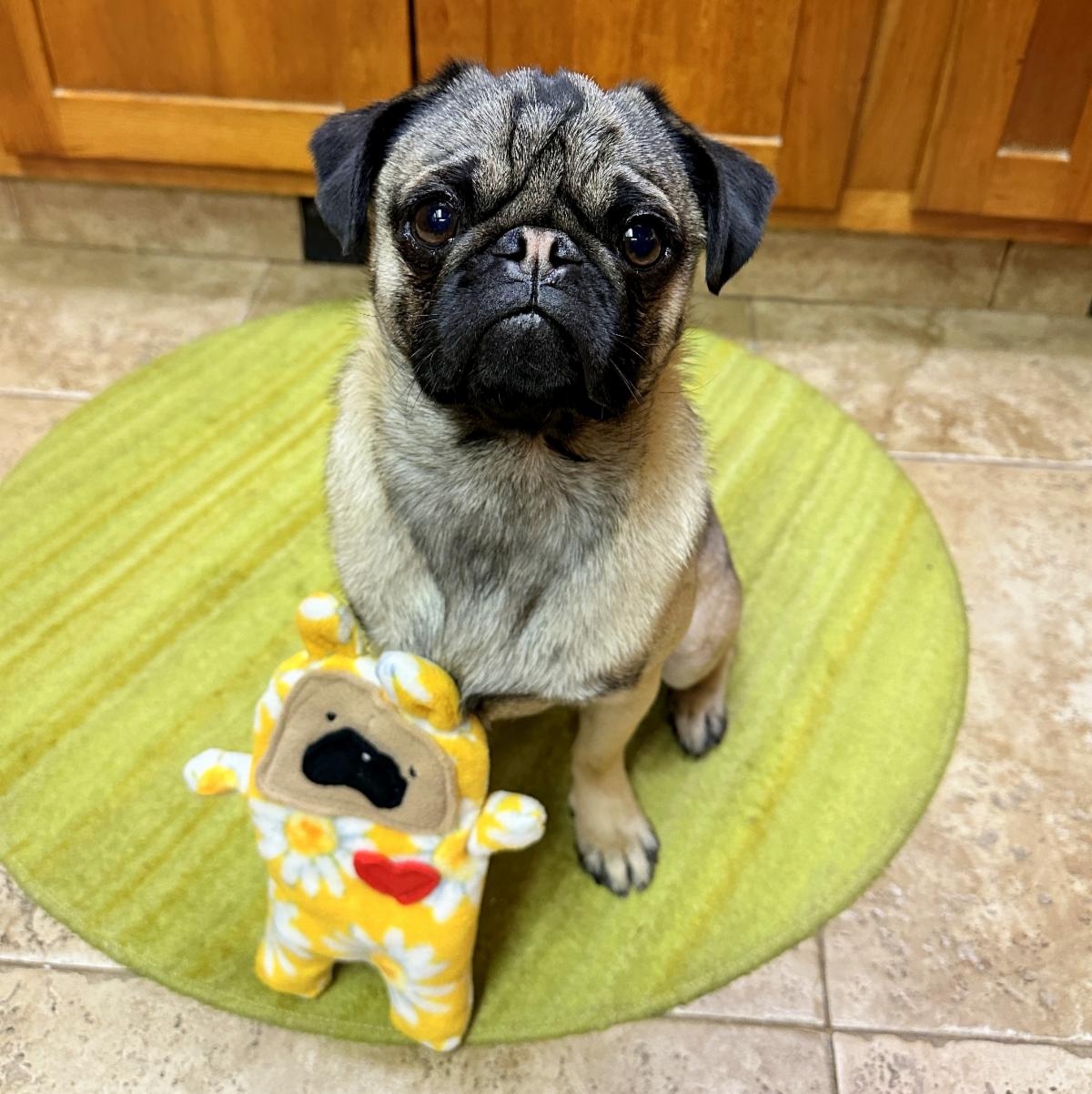 Meet Piff & Puff ~ The NEW Little Pink Nose Pug Bunny Bummlies