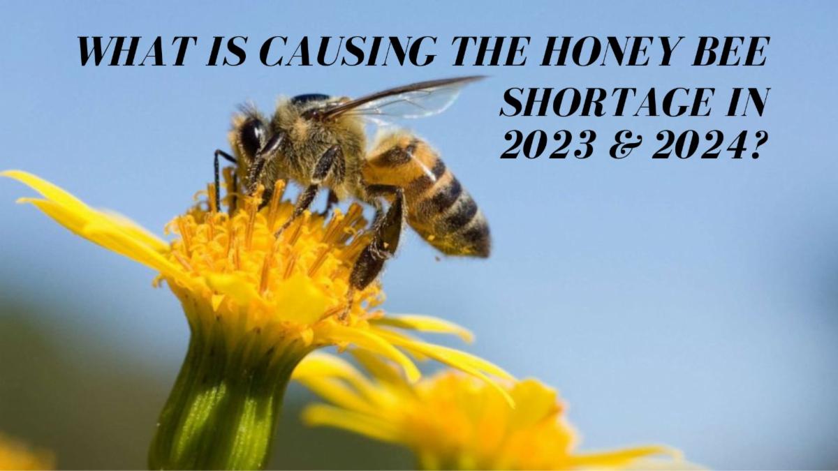2023 Bee Season Update - Significant Bee Loss in North America