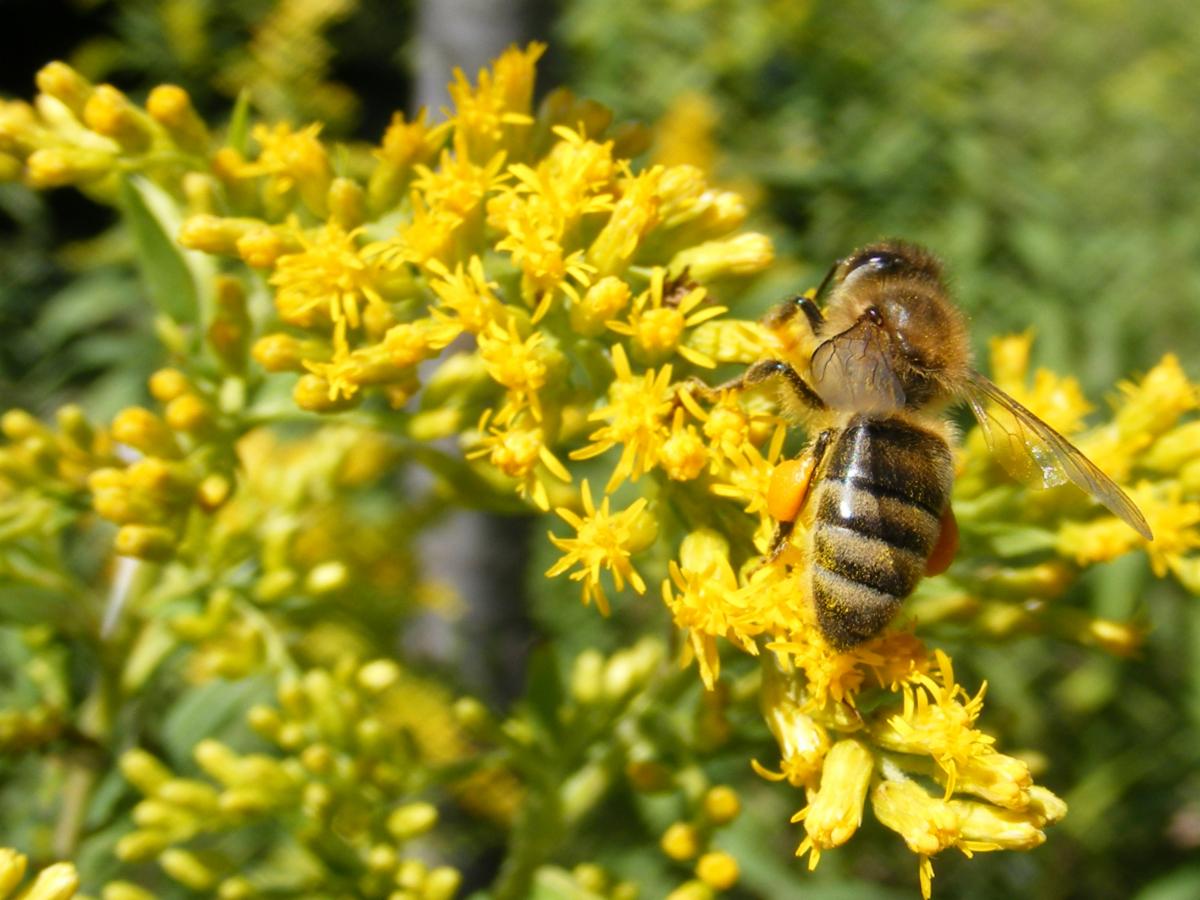 Why is Goldenrod so important to your bee colony?