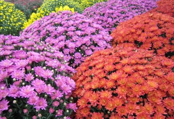 Belgian Mums and Garden Mums - What's the difference??