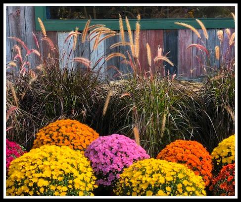 Belgian Mums and Garden Mums - What's the difference??