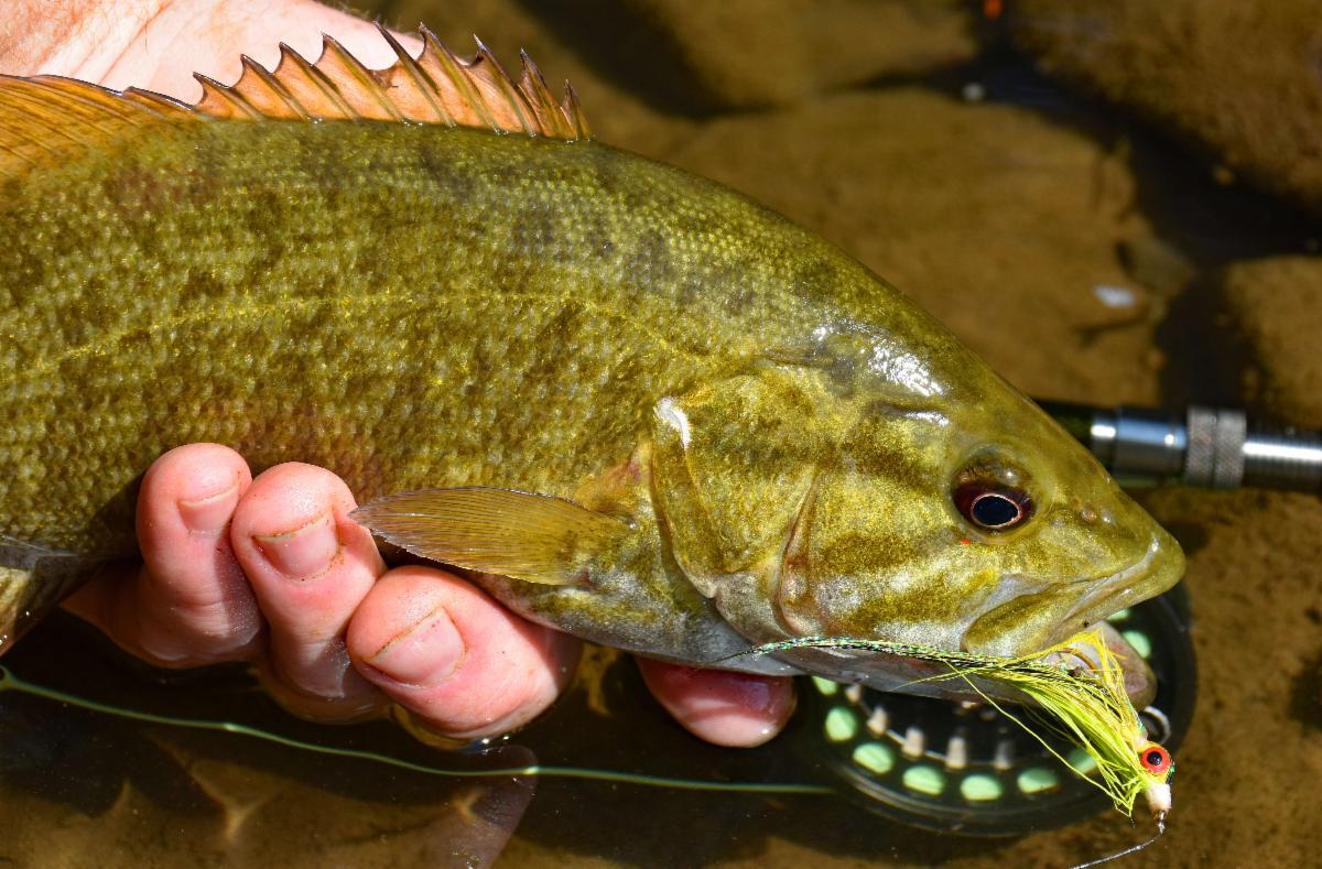 Advanced Nymphing Strategies