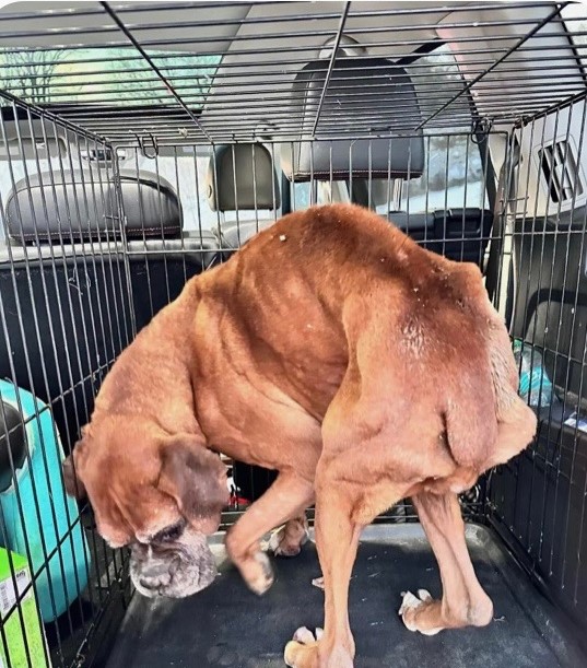 Severely emaciated boxer found