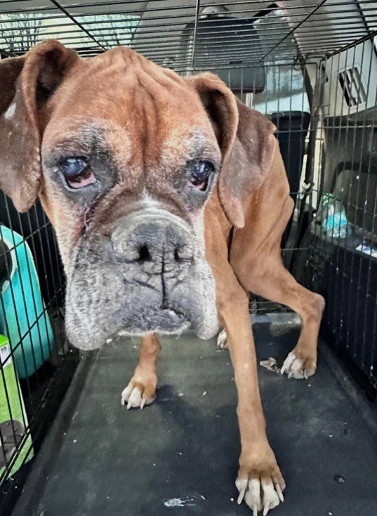 Severely emaciated boxer found