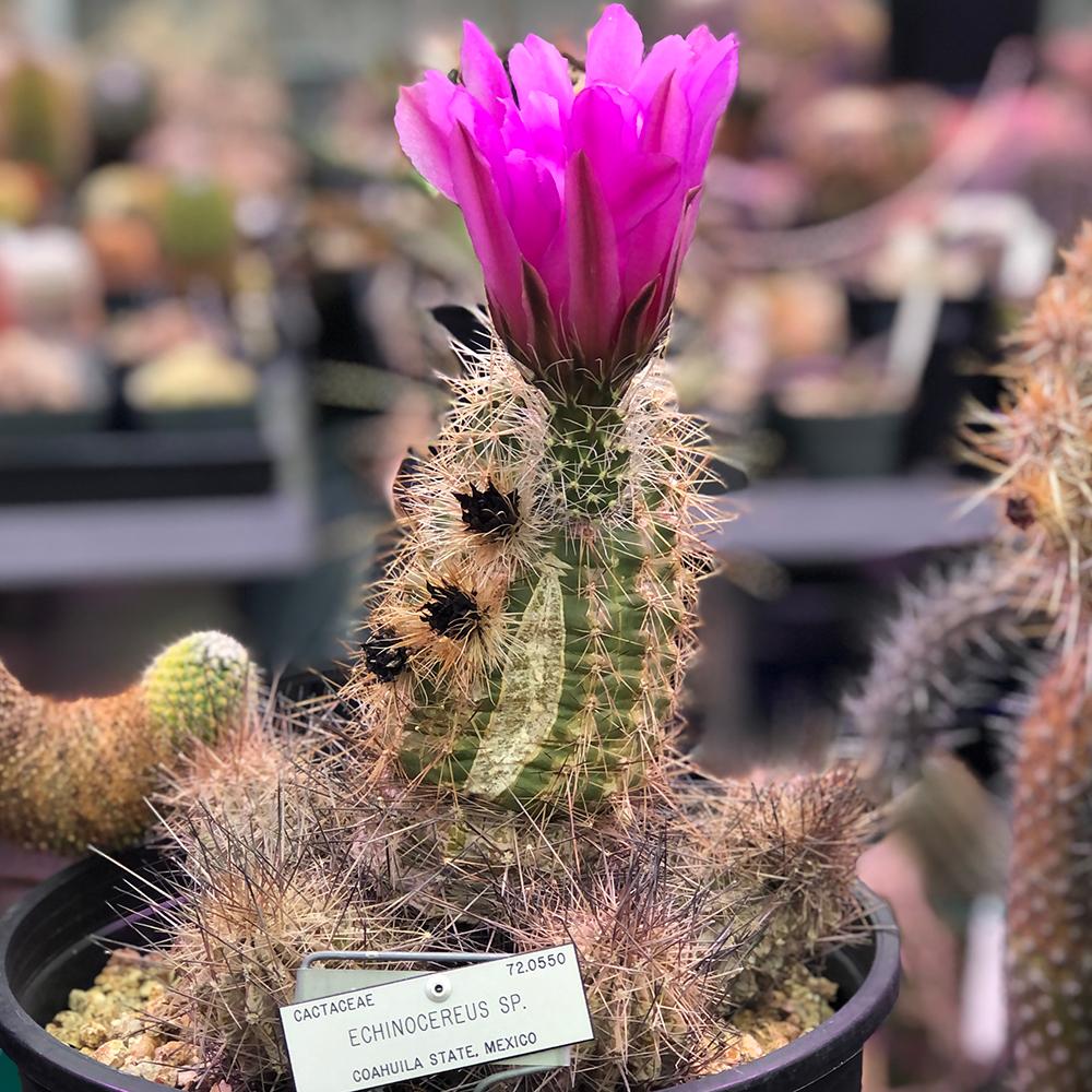 Discover the Garden's Arid House!