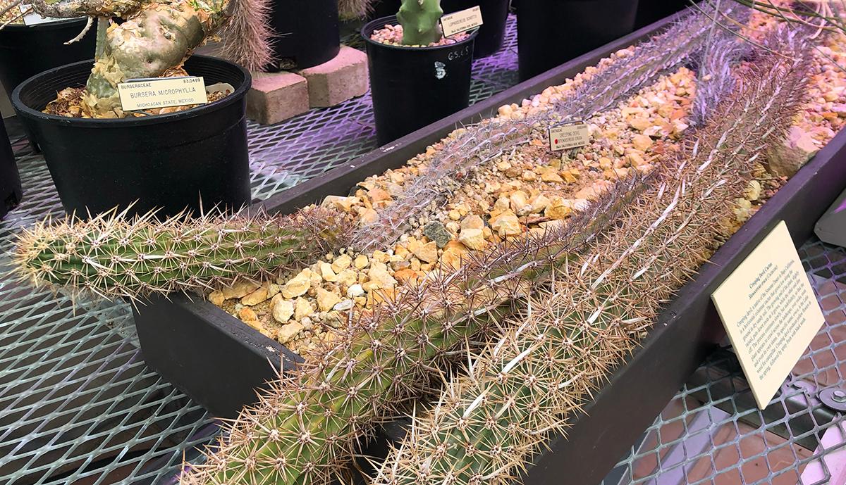 Discover the Garden's Arid House!