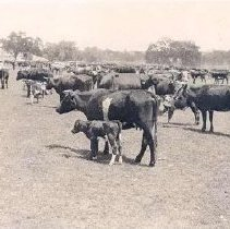 Email from Rancho Los Alamitos