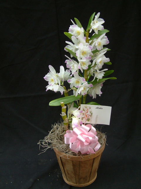Last shipping day for Holiday Orchid gift baskets ! (to arrive by Xmas ...