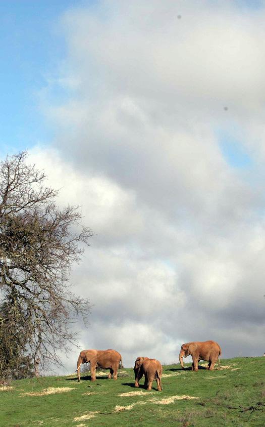 Maggie the elephant's long journey.