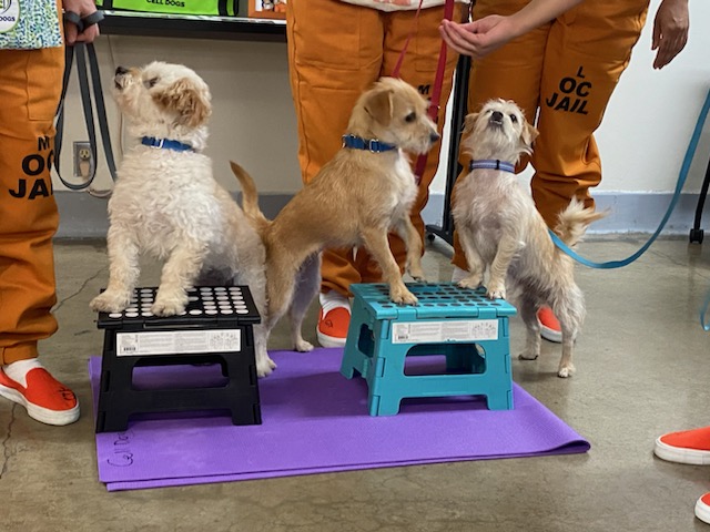 Cell Dogs Highlights - 2024 Fall