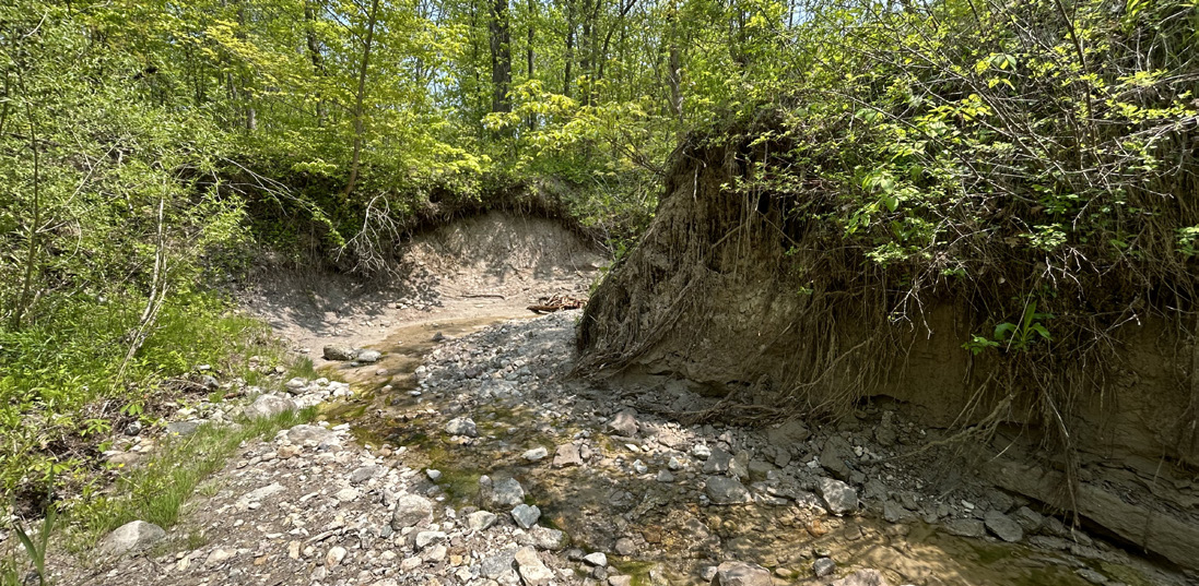 Pollinator Patch Coming to Chapla Park