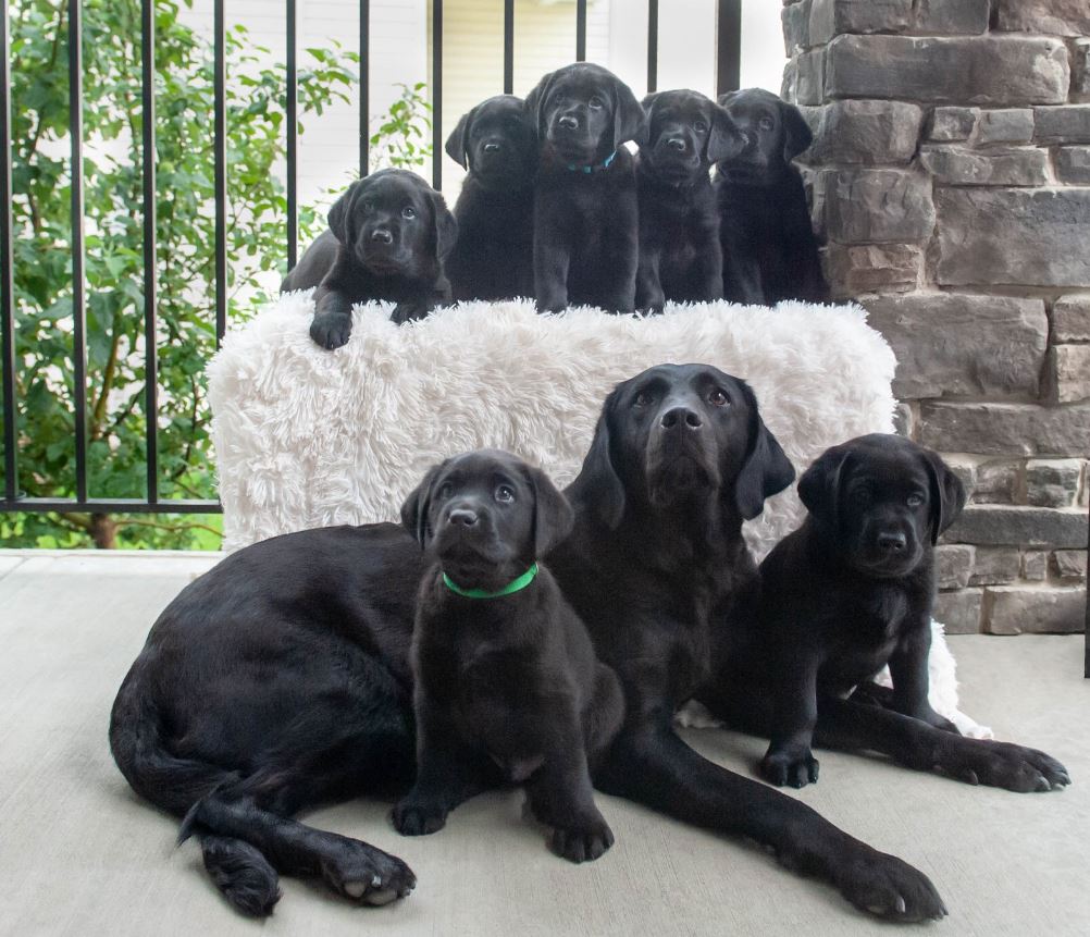 April Showers Bring May Puppies