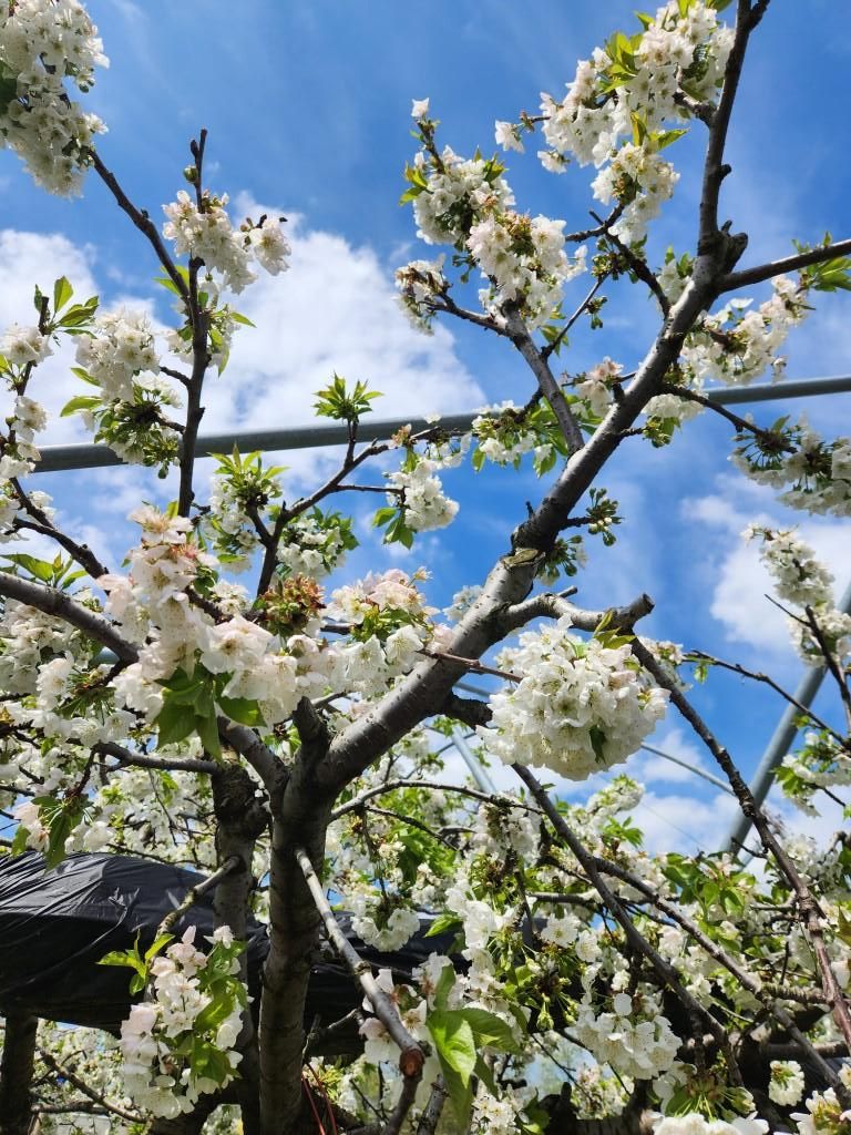 The Farm is in Bloom! Spring Blossoms, Events for All Ages & Farm Fun ...