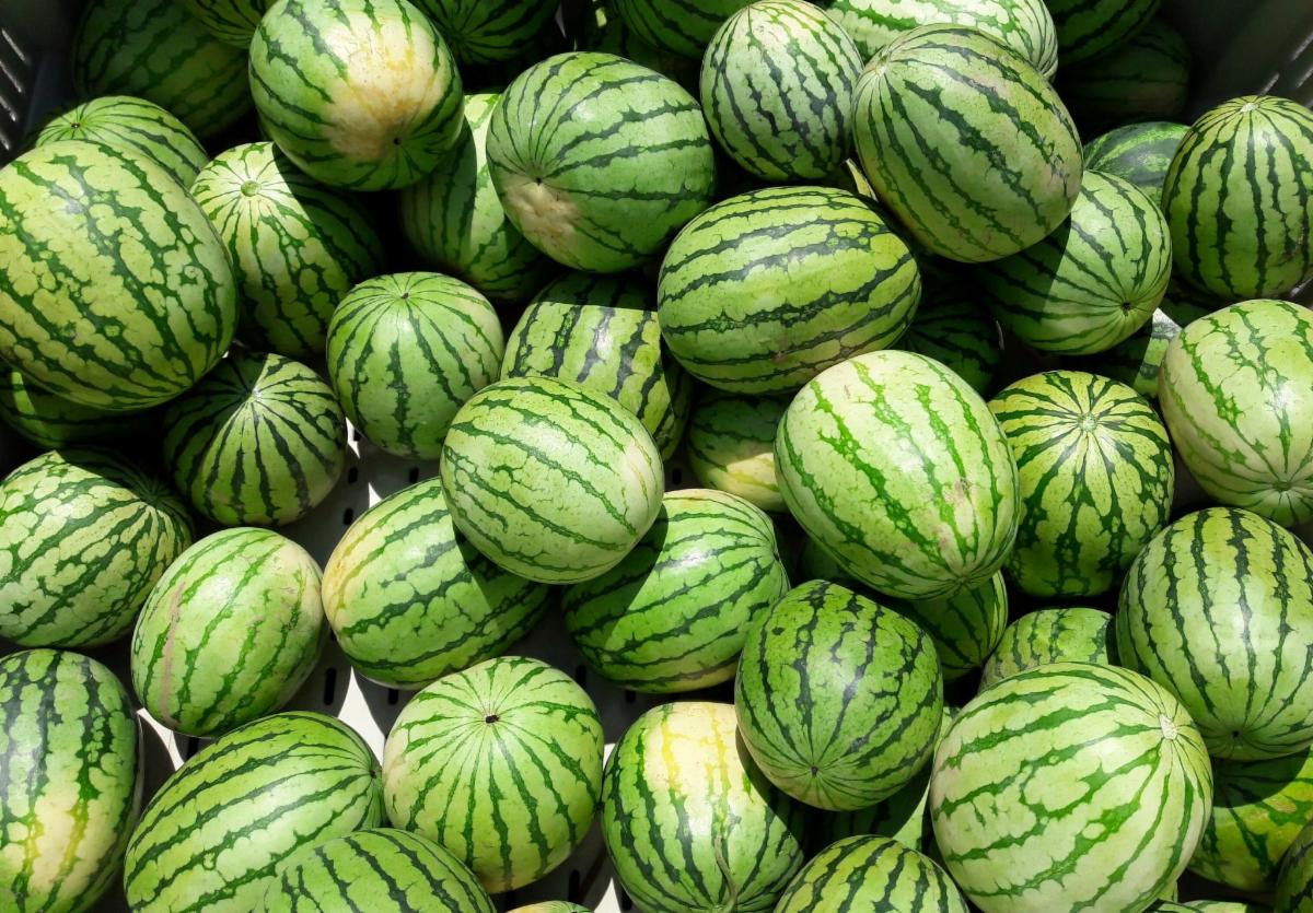 Fresh from the Farm Store: Melon Mania at Terhune Orchards