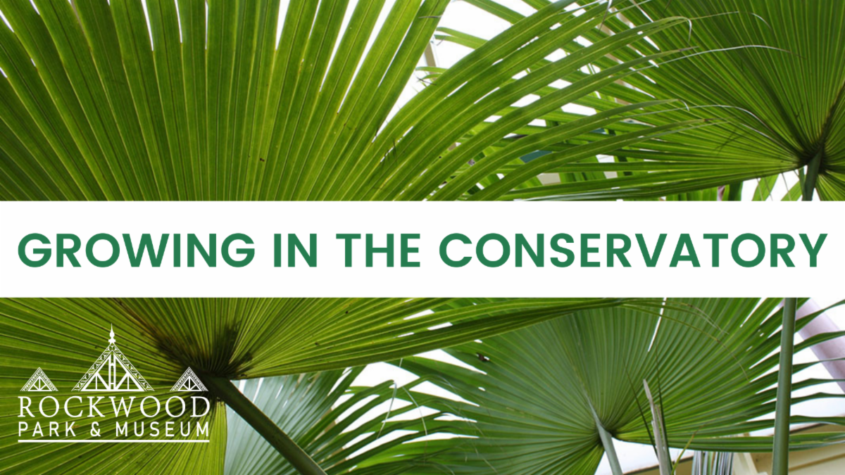 Winter at Rockwood Park & Museum