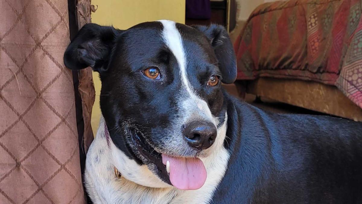 Animal Communication