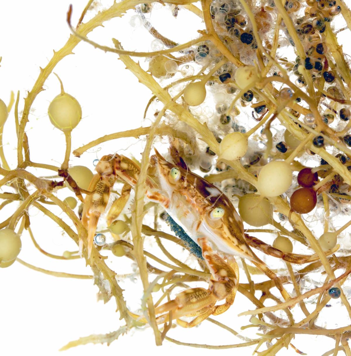 September 2023 Sargasso Sea Commission Newsletter