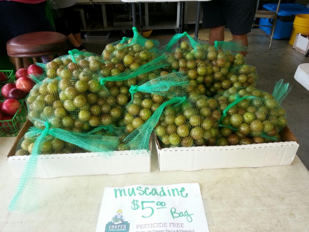 Summertime and Muscadines!