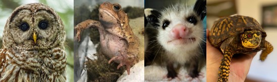 Meet the Ambassador Animals April 2nd