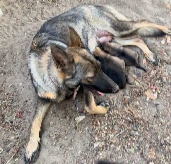 Your Donations to German Shepherd Rescue are Doubled in SHEPTEMBER!