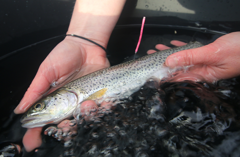 Season's Greetings from the Freshwater Fisheries Society of BC