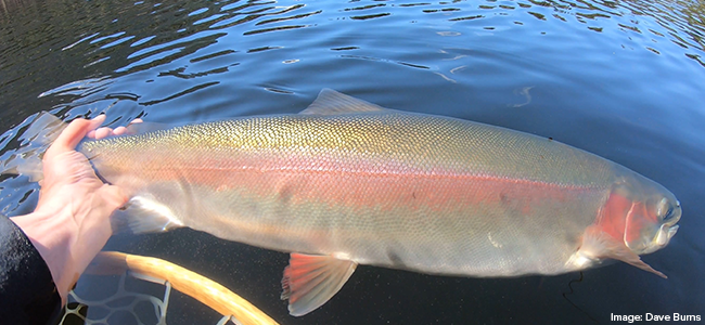 Lake Stocking Begins in Southwest BC