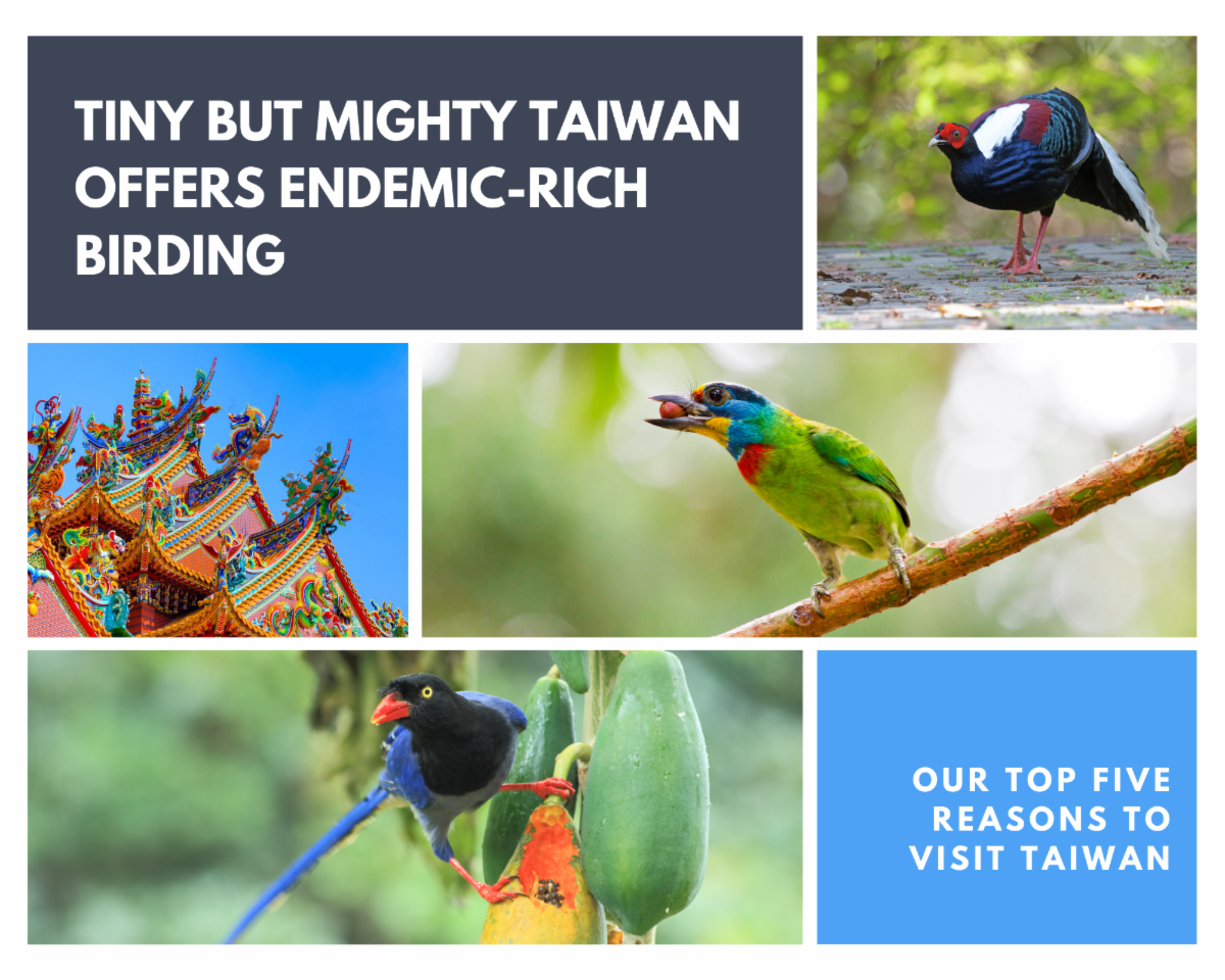 Tiny But Mighty Taiwan Offers Endemic-Rich Birding