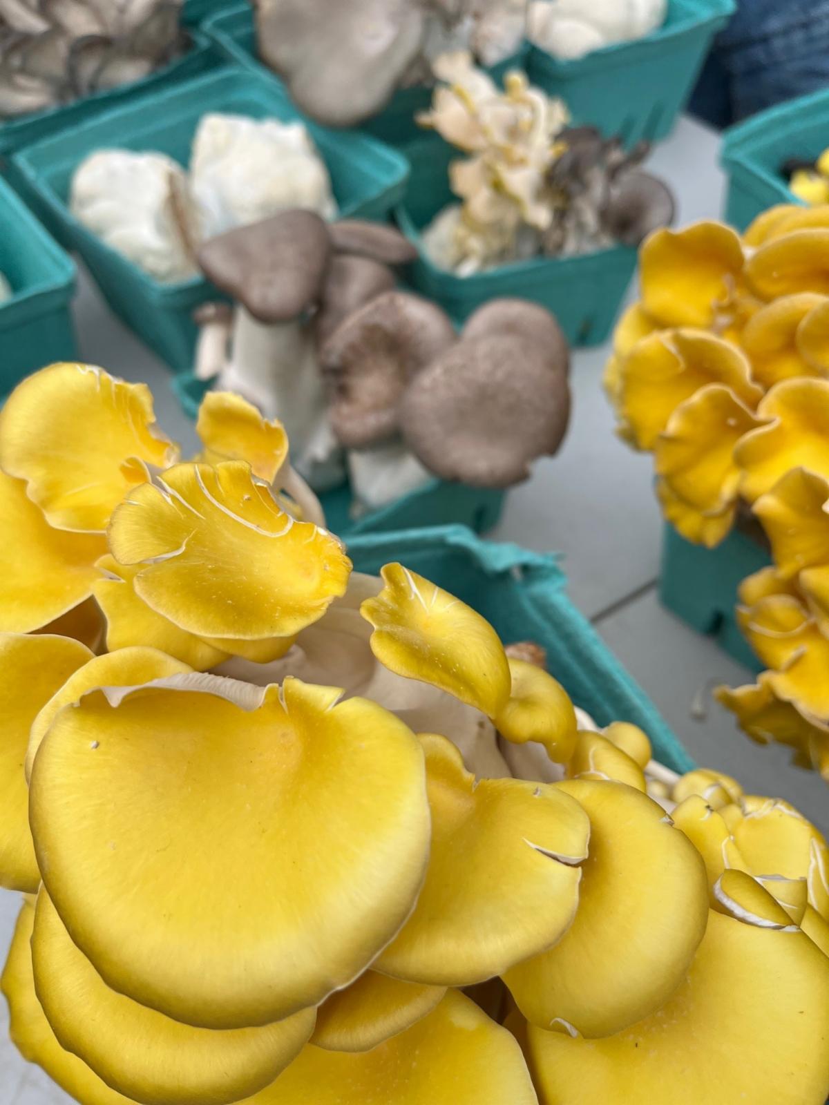 Fungi Farming: All About Mushrooms