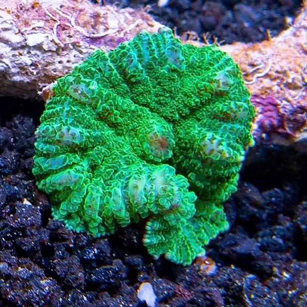 Maxima Clams, Maxi Mini Carpets, Ritteri and Sebae Anemones