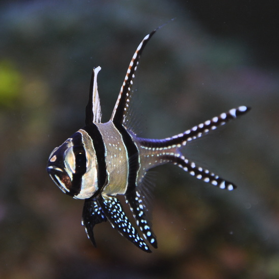 Lots of New Corals, Frags, Clams, Fish, Inverts and AlgaGen Back in Stock