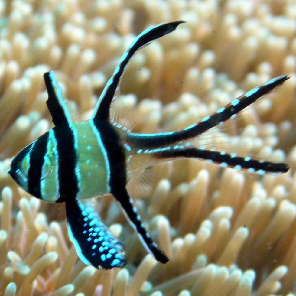 Maxima Clams, Maxi Mini Carpets, Ritteri and Sebae Anemones