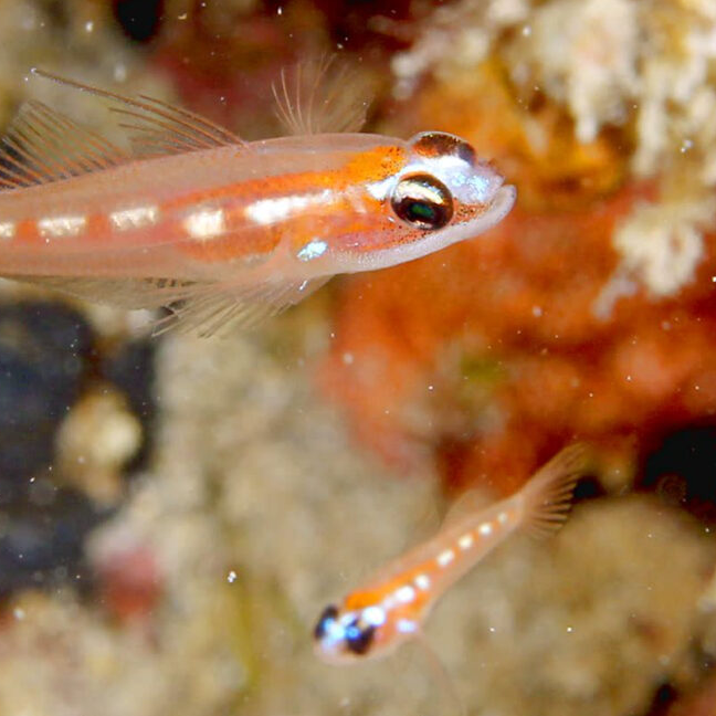 3 Big Fish and Coral Shipments In Plus a Huge Invert Order landing this ...