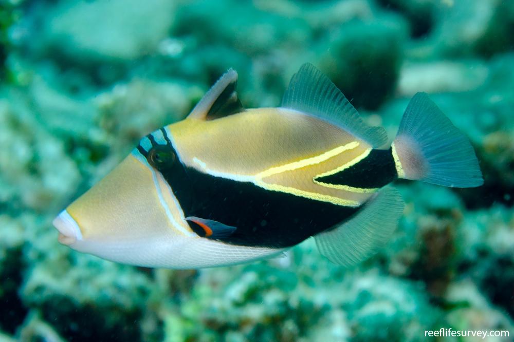 Deals on Inverts, Clownfish and a great selection of Clams, Wrasses and Tangs