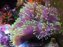 Maxima Clams, Maxi Mini Carpets, Ritteri and Sebae Anemones
