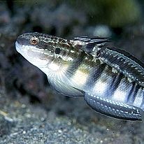 Mega Fish Restock!!!